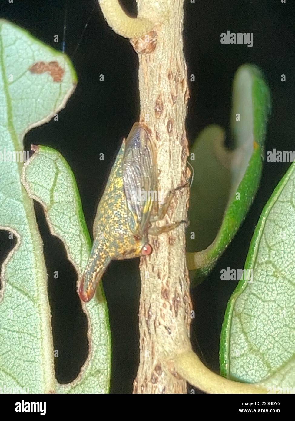 Oak Treehopper (Platycotis vittata Stock Photo - Alamy