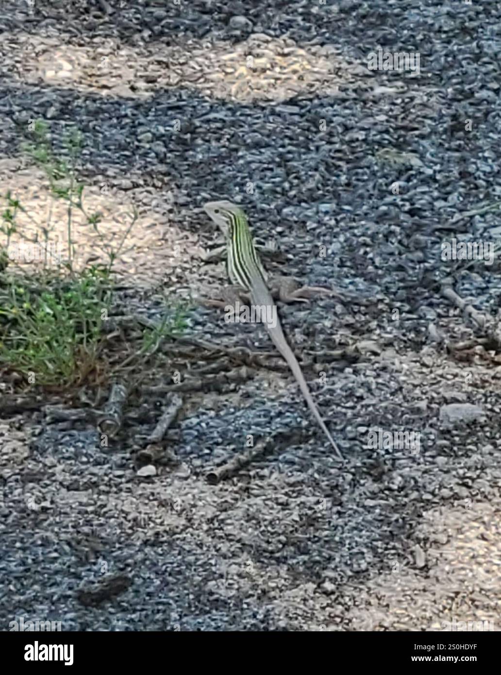 Common Spotted Whiptail (Aspidoscelis gularis Stock Photo - Alamy