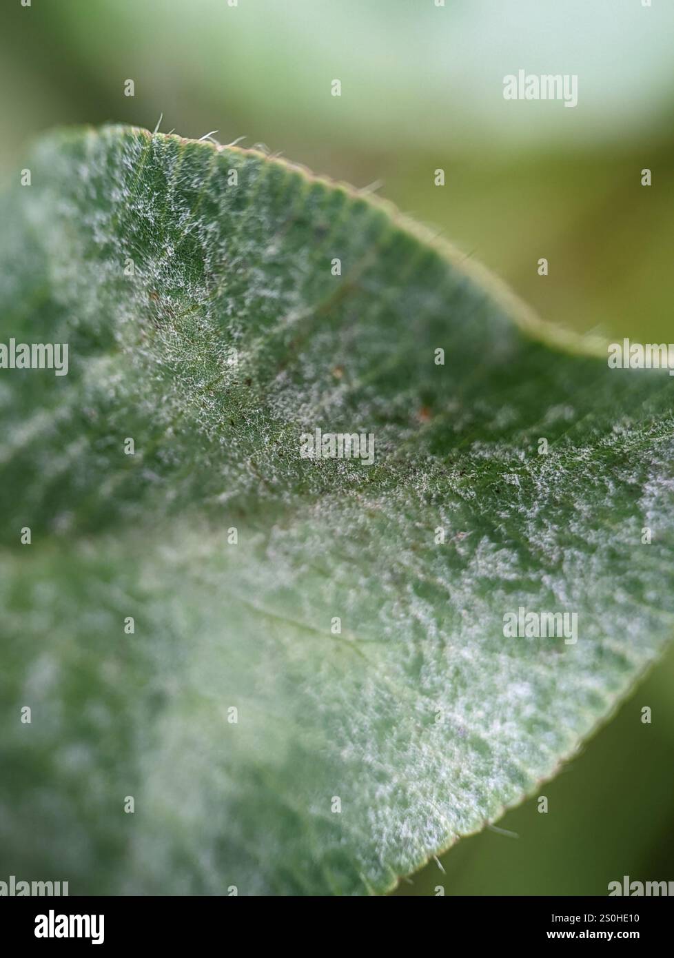 legume powdery mildew group (Erysiphe pisi Stock Photo - Alamy