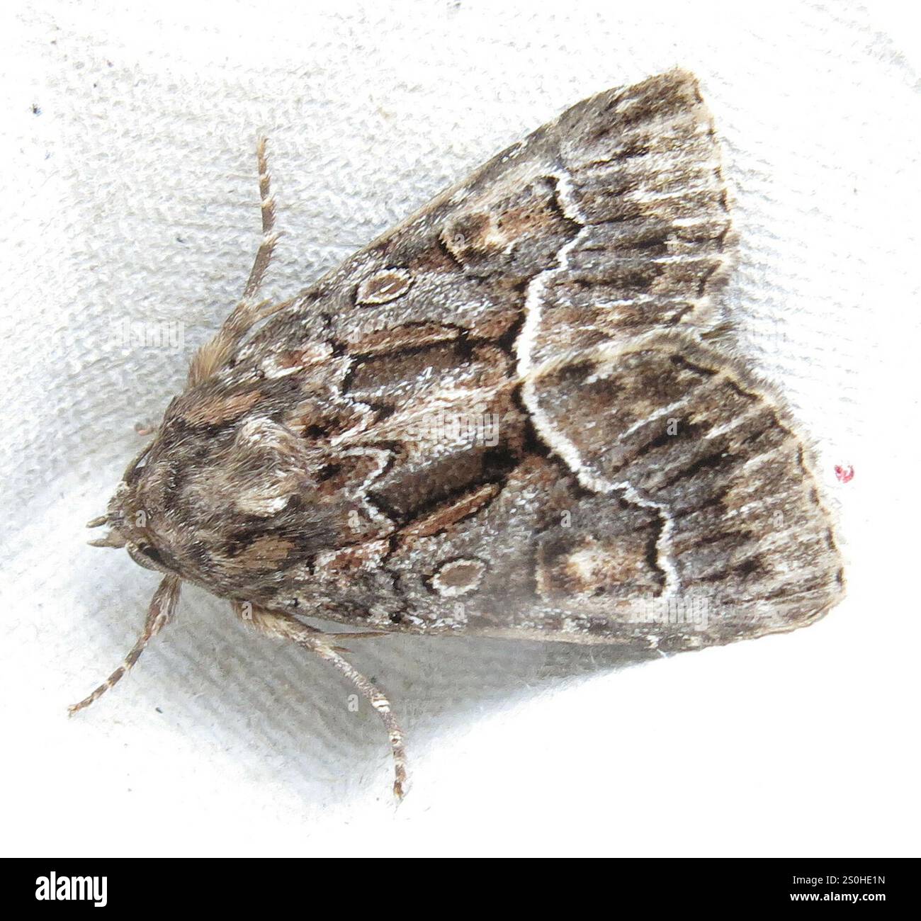 Straw Underwing (Thalpophila matura Stock Photo - Alamy