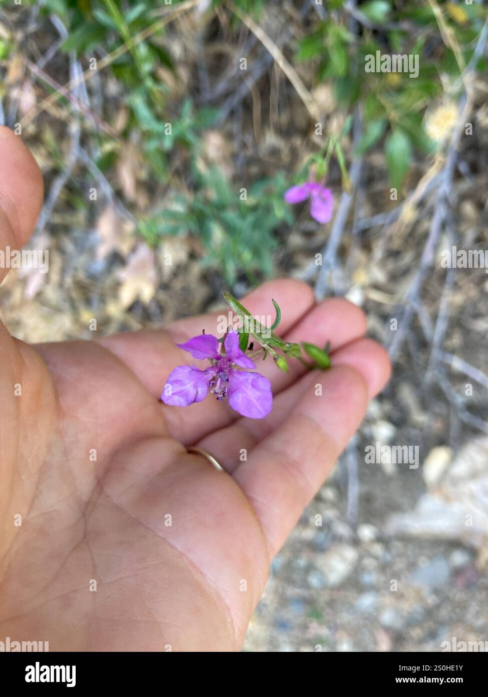 diamond clarkia (Clarkia rhomboidea Stock Photo - Alamy