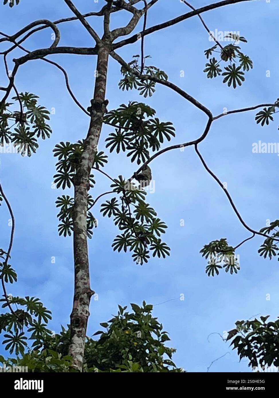 trumpet-tree (Cecropia obtusifolia Stock Photo - Alamy