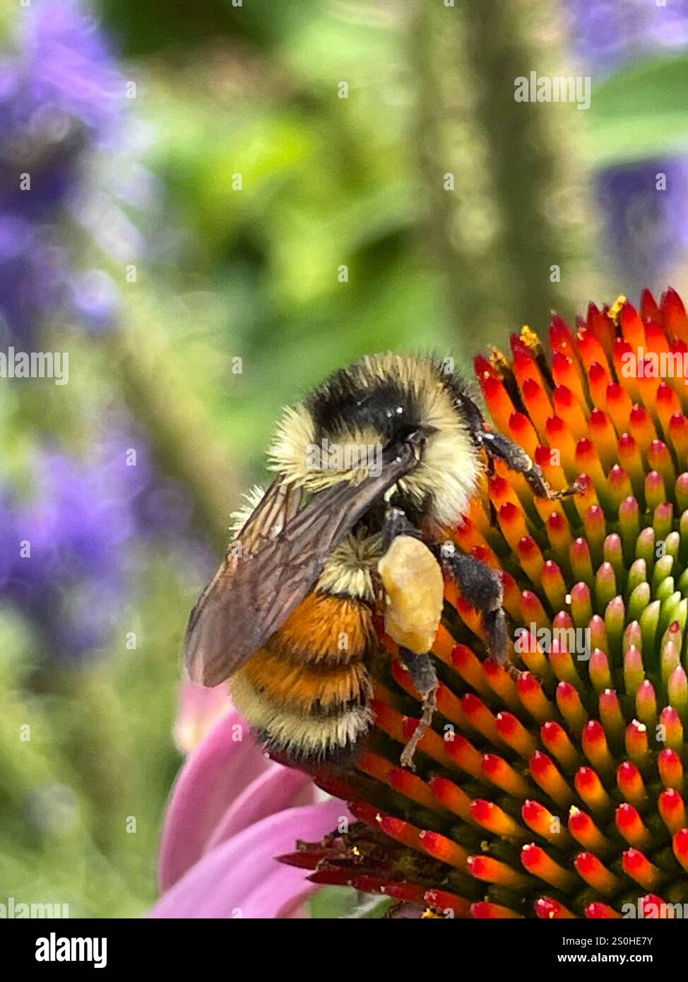 Tricolored Bumble Bee (Bombus ternarius Stock Photo - Alamy