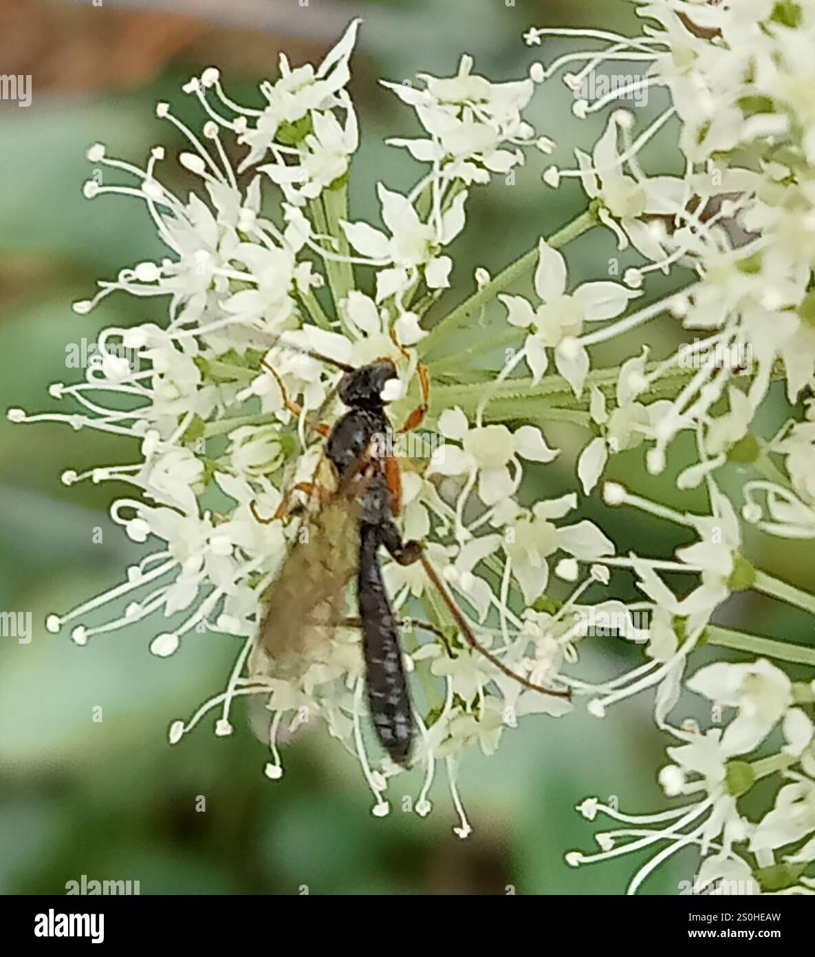 Black Slip Wasp (Pimpla rufipes Stock Photo - Alamy