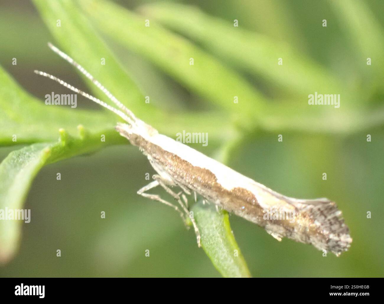 Diamondback Moth (Plutella xylostella Stock Photo - Alamy