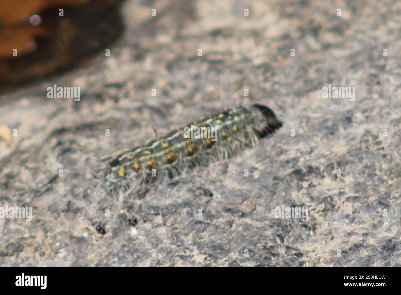 Greater Oak Dagger (Acronicta lobeliae Stock Photo - Alamy