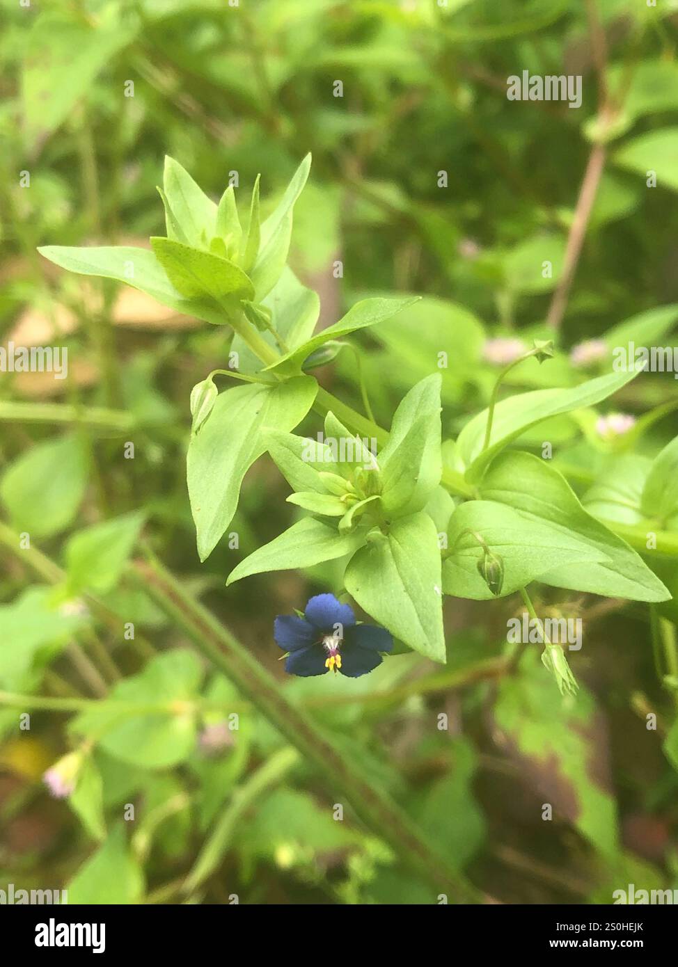 Foemina Blue Pimpernel (Lysimachia foemina Stock Photo - Alamy