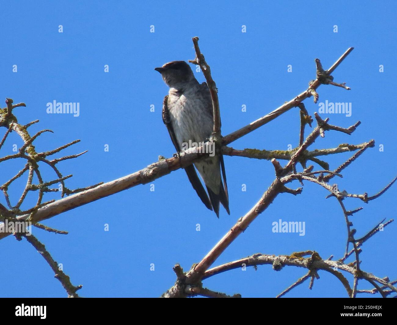 Purple Martin (Progne subis Stock Photo - Alamy