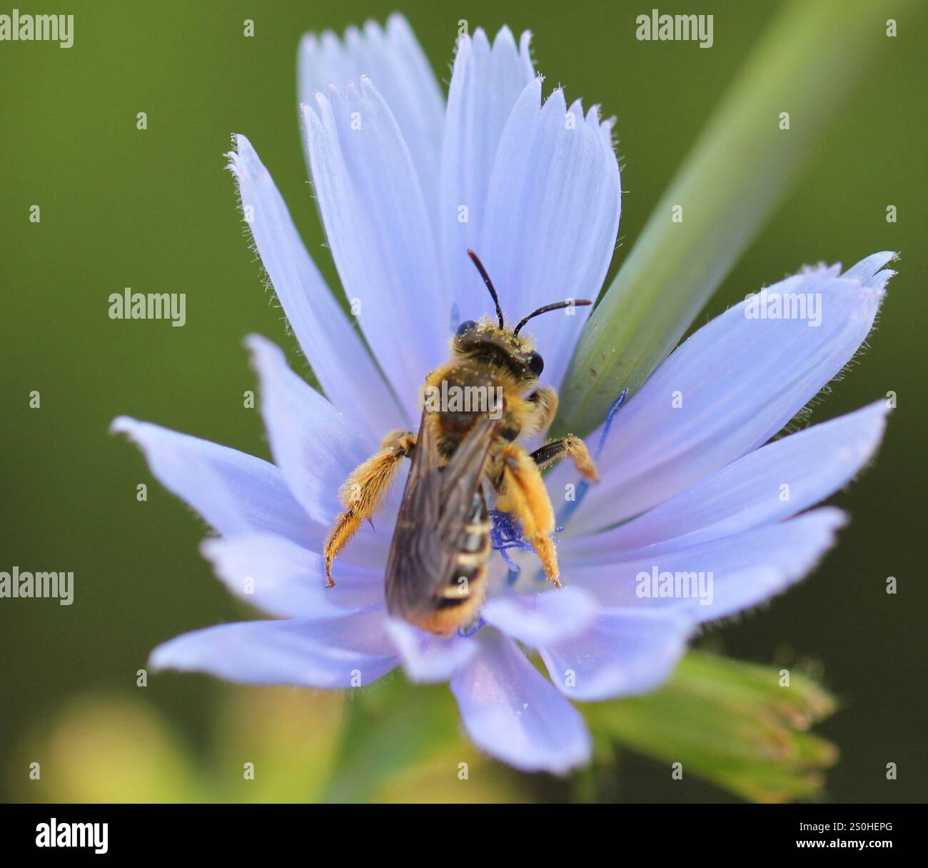 Mining Bees (Andrena Stock Photo - Alamy