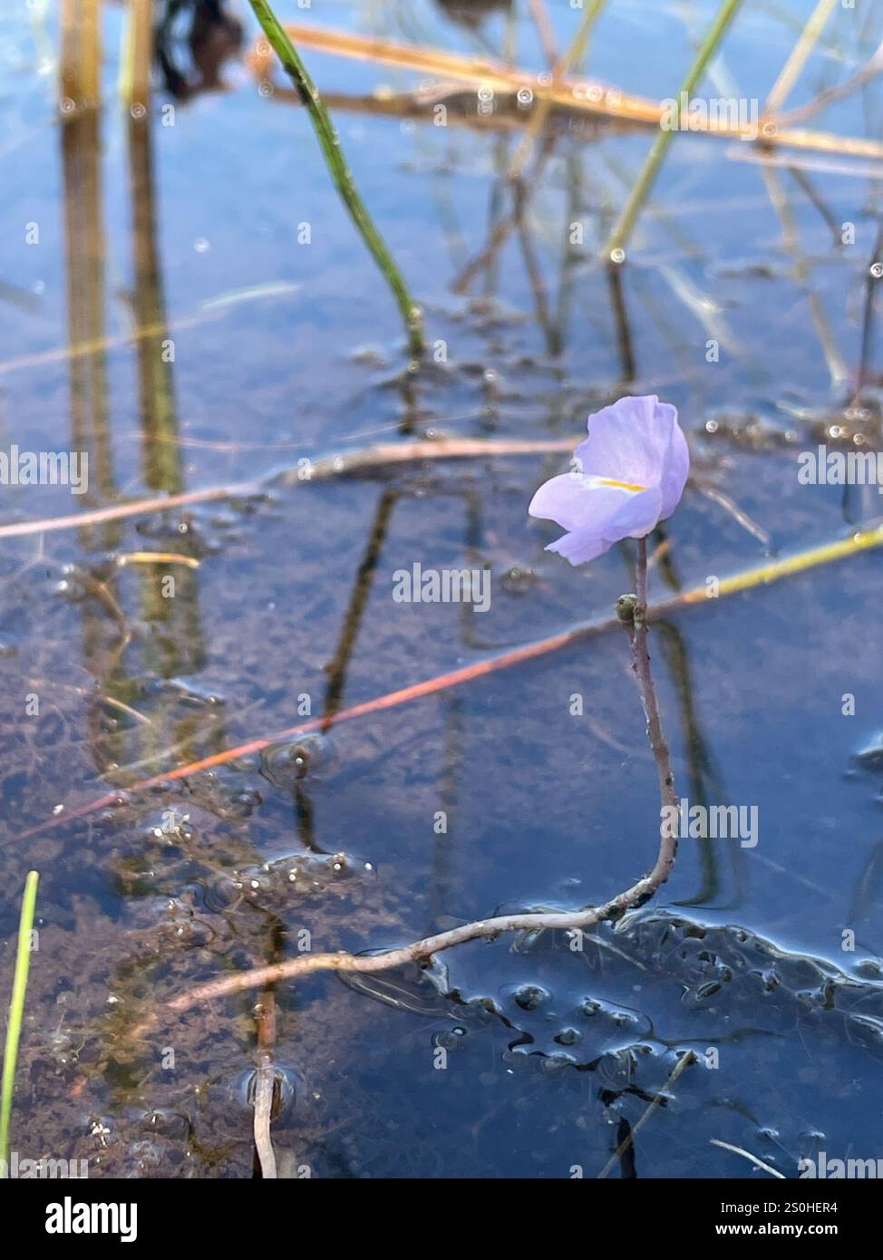 Purple Bladderwort (Utricularia purpurea Stock Photo - Alamy