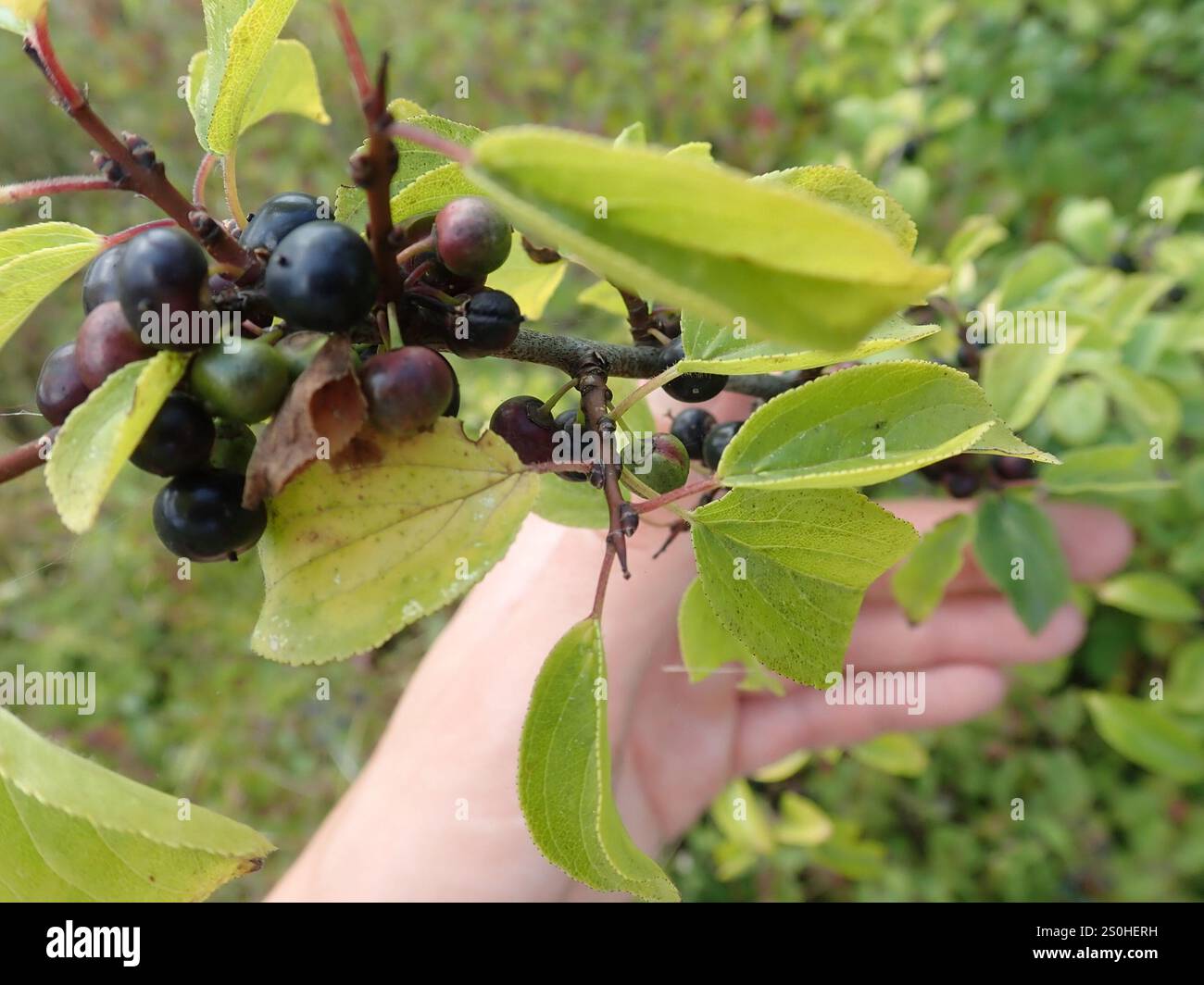 common buckthorn (Rhamnus cathartica Stock Photo - Alamy