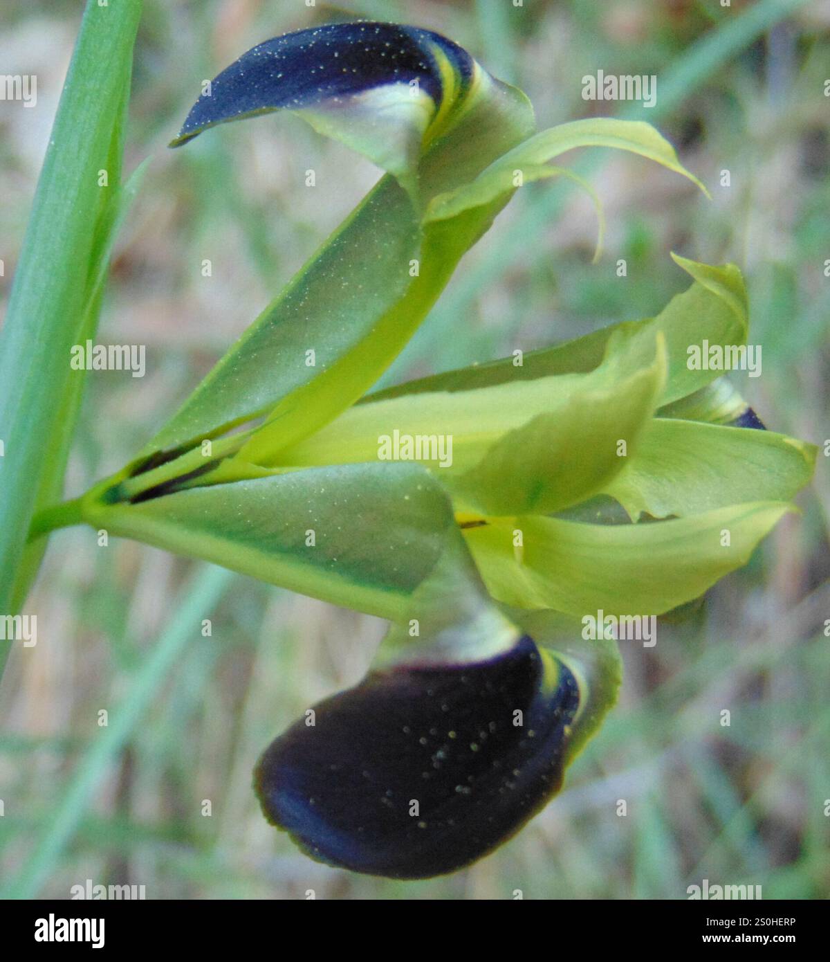 Snake's-head Iris (Iris tuberosa Stock Photo - Alamy
