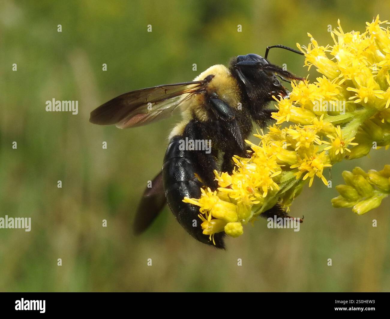 Eastern Carpenter Bee (Xylocopa virginica Stock Photo - Alamy