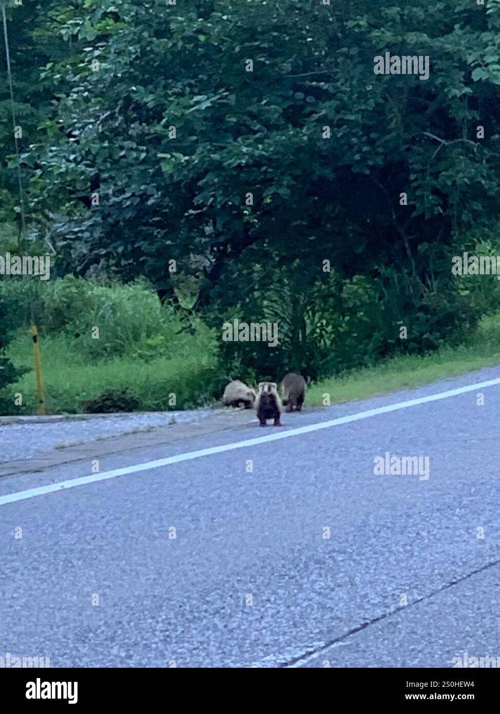 Japanese Badger (Meles anakuma Stock Photo - Alamy