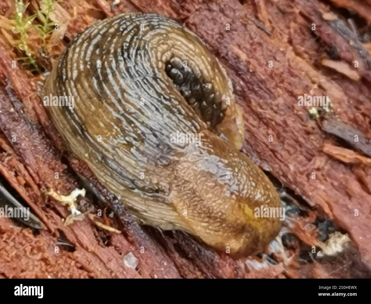 Northern Dusky Slug (Arion fuscus Stock Photo - Alamy