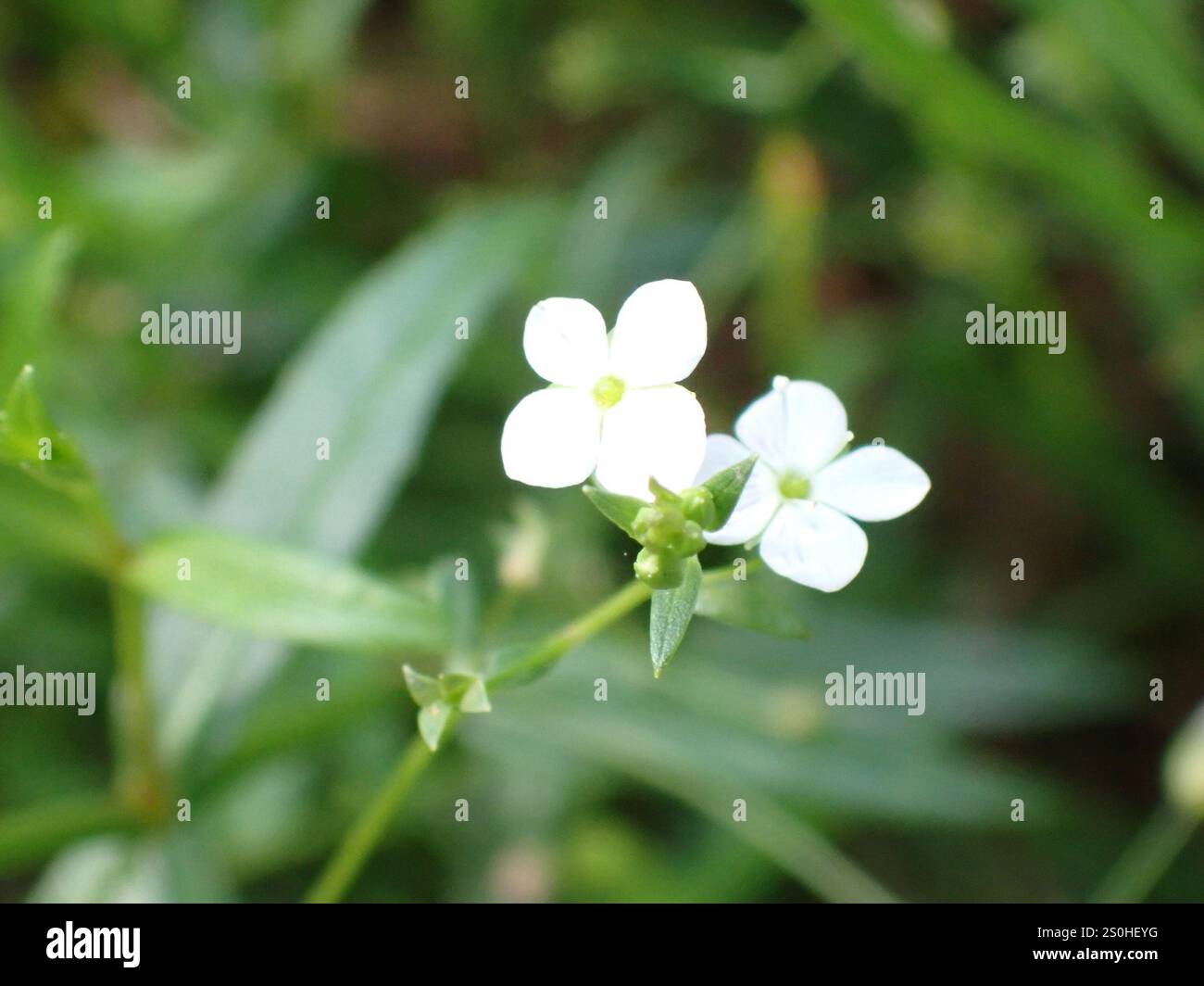 Marsh Speedwell (Veronica scutellata Stock Photo - Alamy
