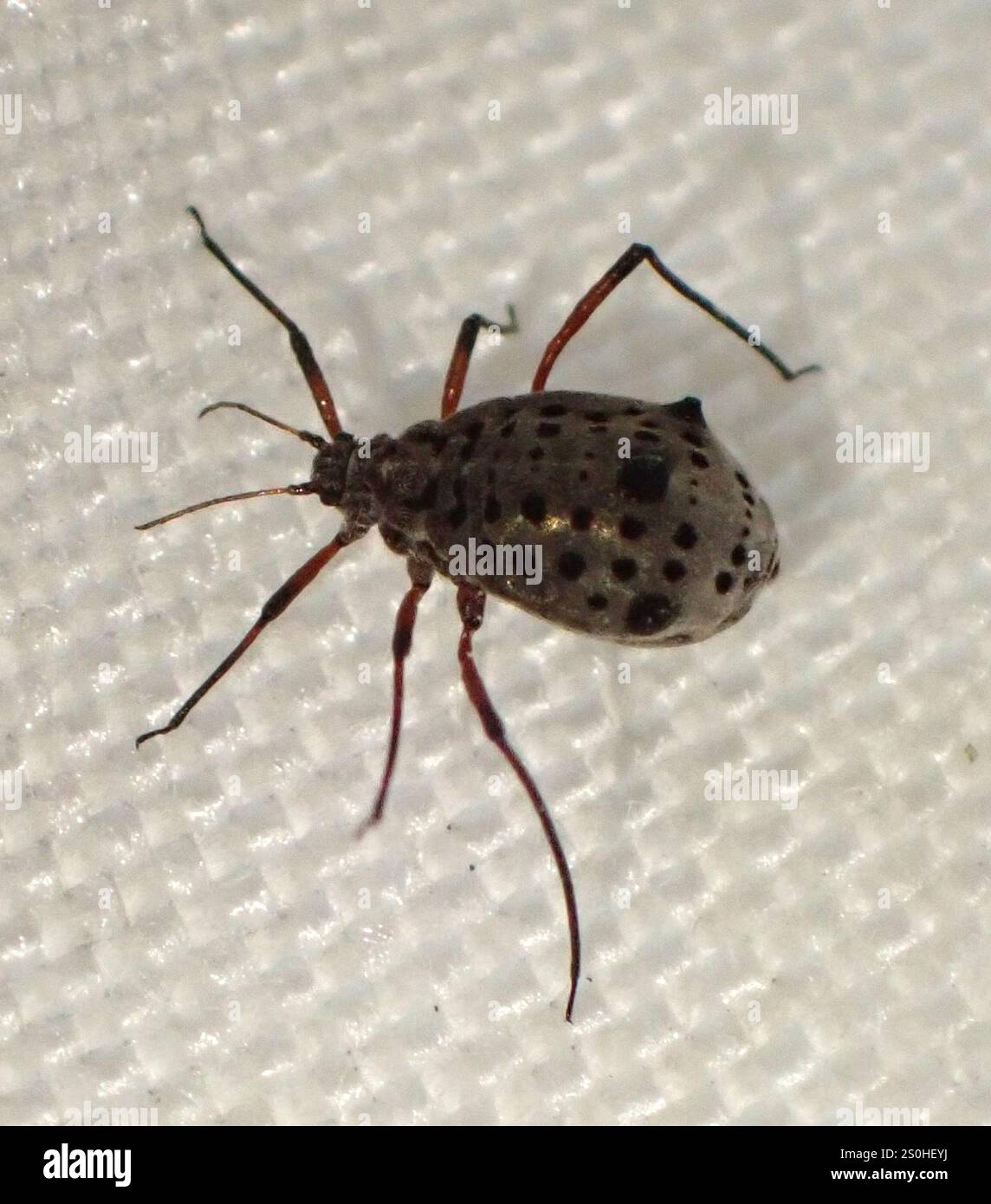 Giant Willow Aphid (Tuberolachnus salignus Stock Photo - Alamy