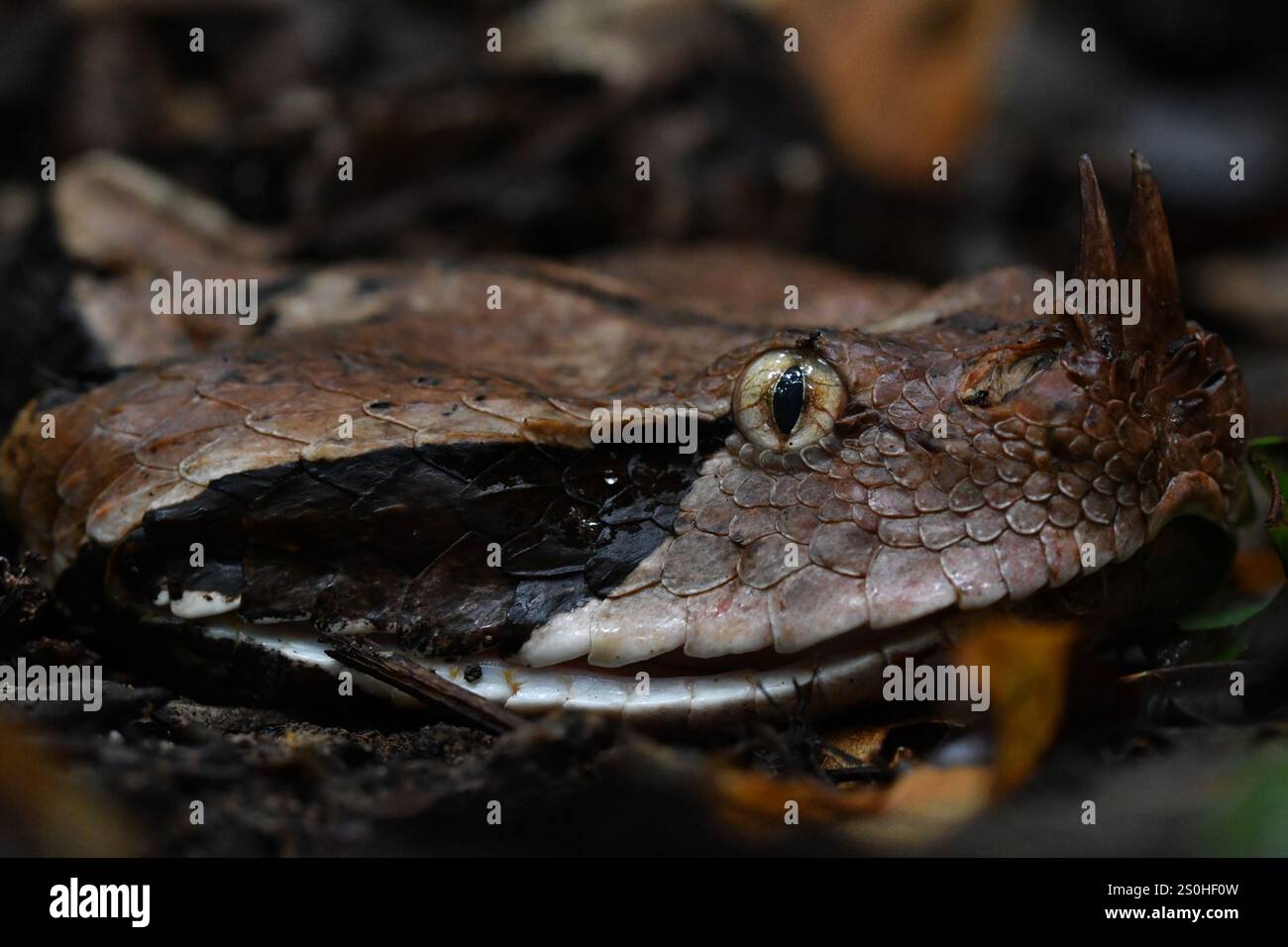 Western Gaboon Viper (Bitis rhinoceros Stock Photo - Alamy