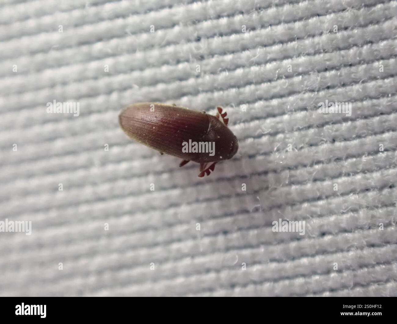 Small false click beetles (Throscidae Stock Photo - Alamy