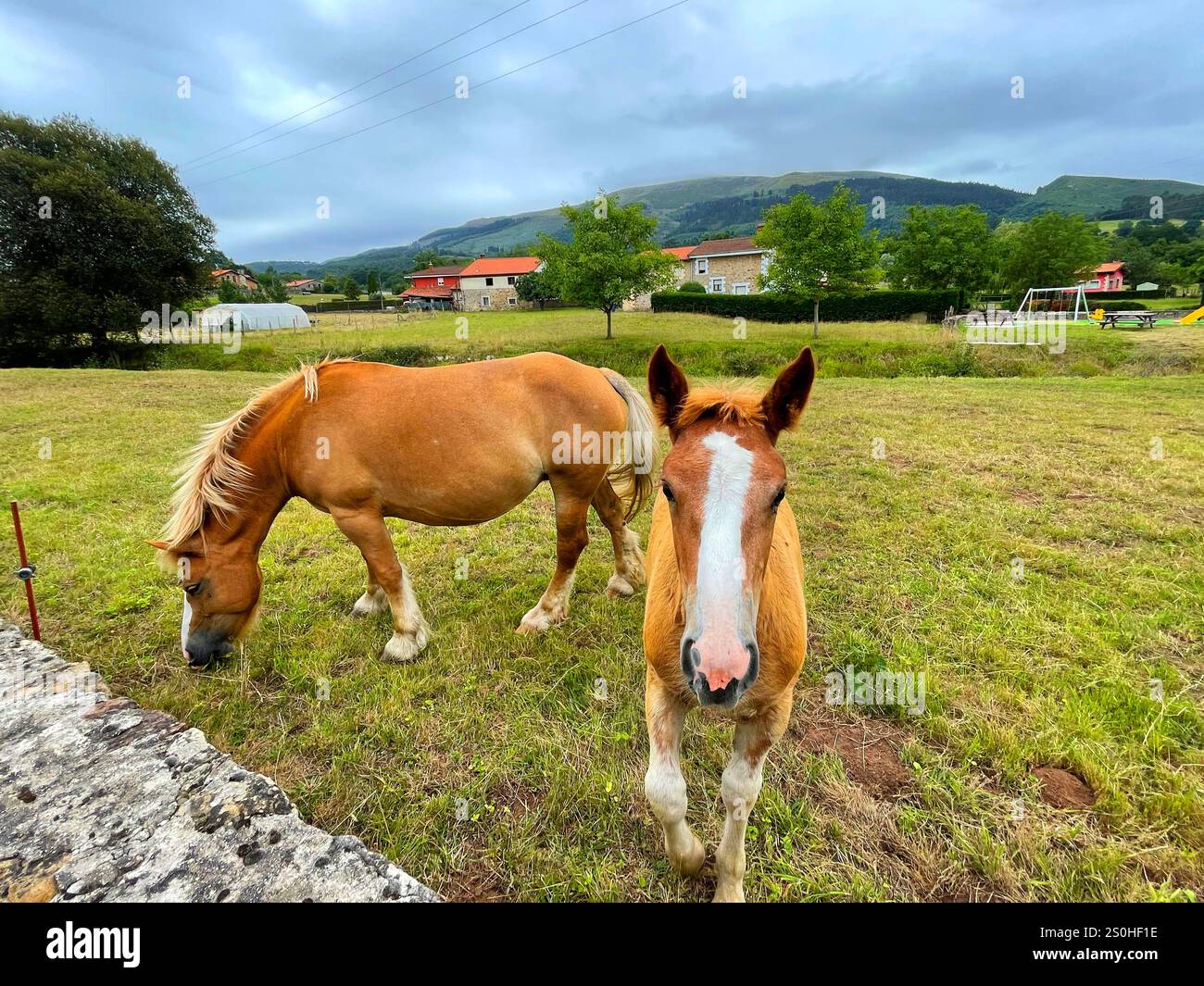 Ibio hi-res stock photography and images - Alamy