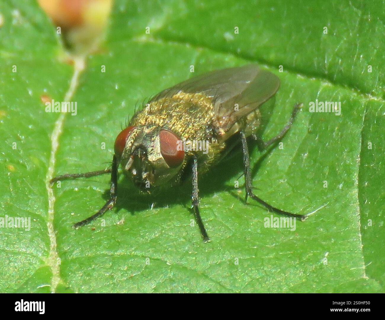 Cluster Flies (Pollenia Stock Photo - Alamy