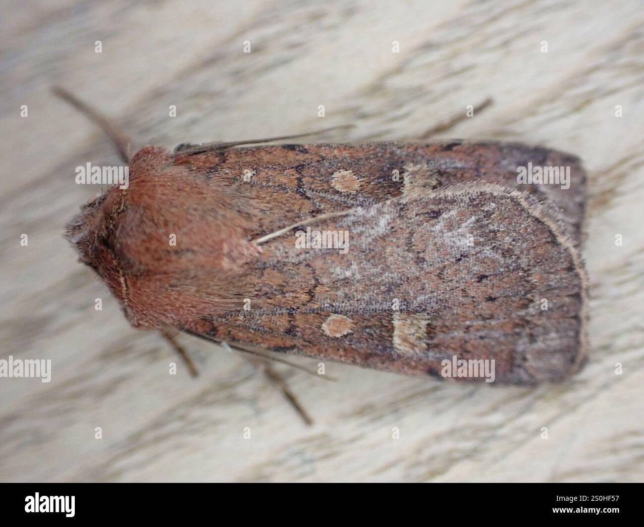 Square-spot Rustic (Xestia xanthographa Stock Photo - Alamy