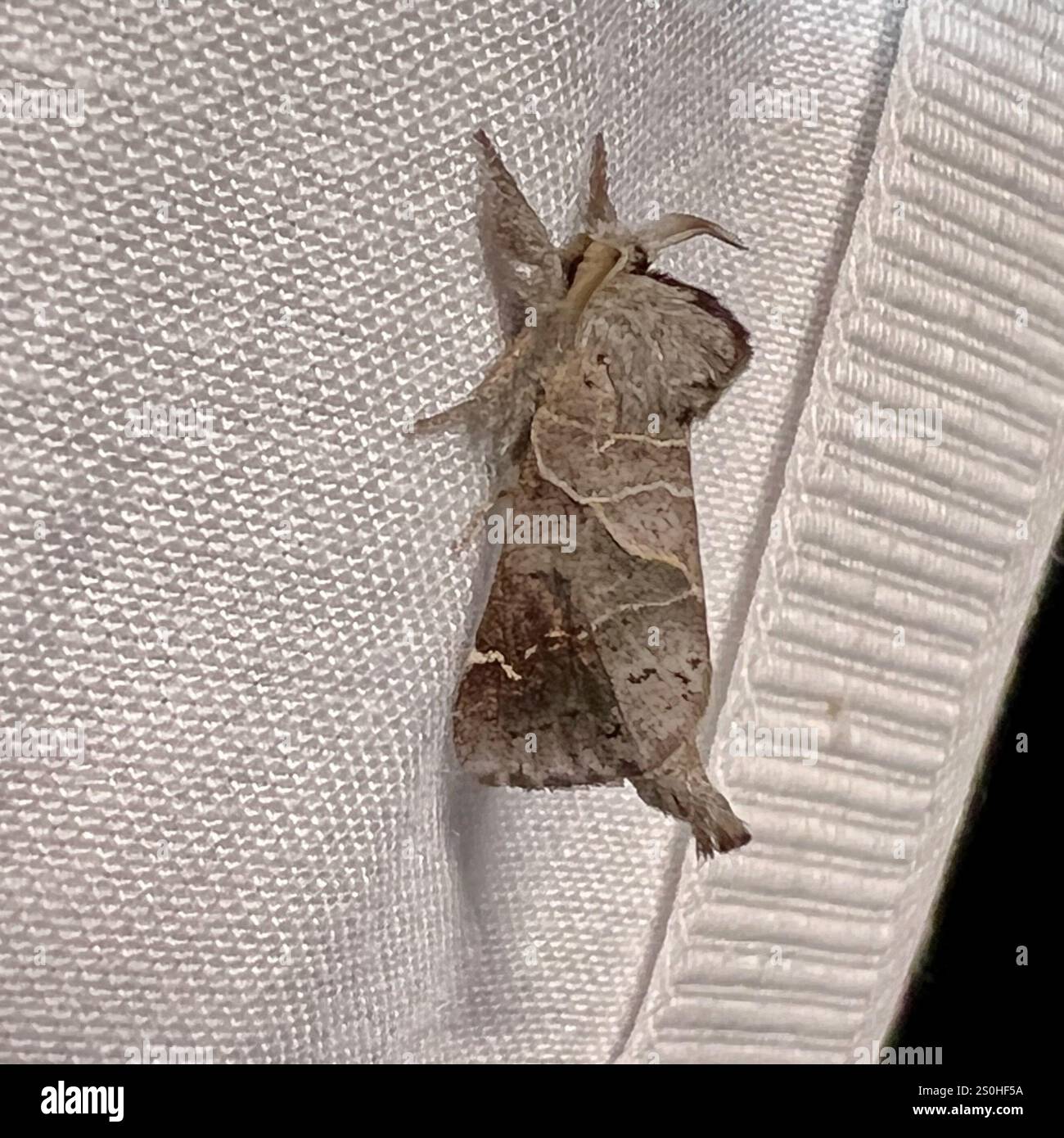 Apical Prominent (Clostera apicalis Stock Photo - Alamy