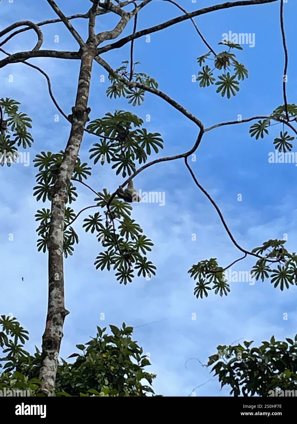 trumpet-tree (Cecropia obtusifolia Stock Photo - Alamy