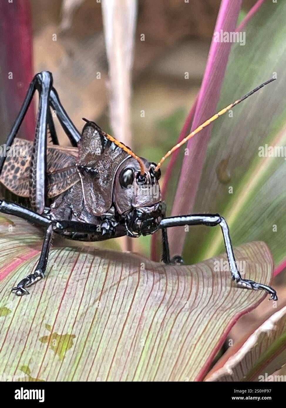 Reticulate lubber grasshopper (Romalea reticulata Stock Photo - Alamy