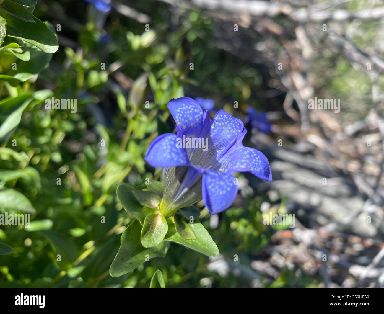 Mountain Bog Gentian (Gentiana calycosa Stock Photo - Alamy