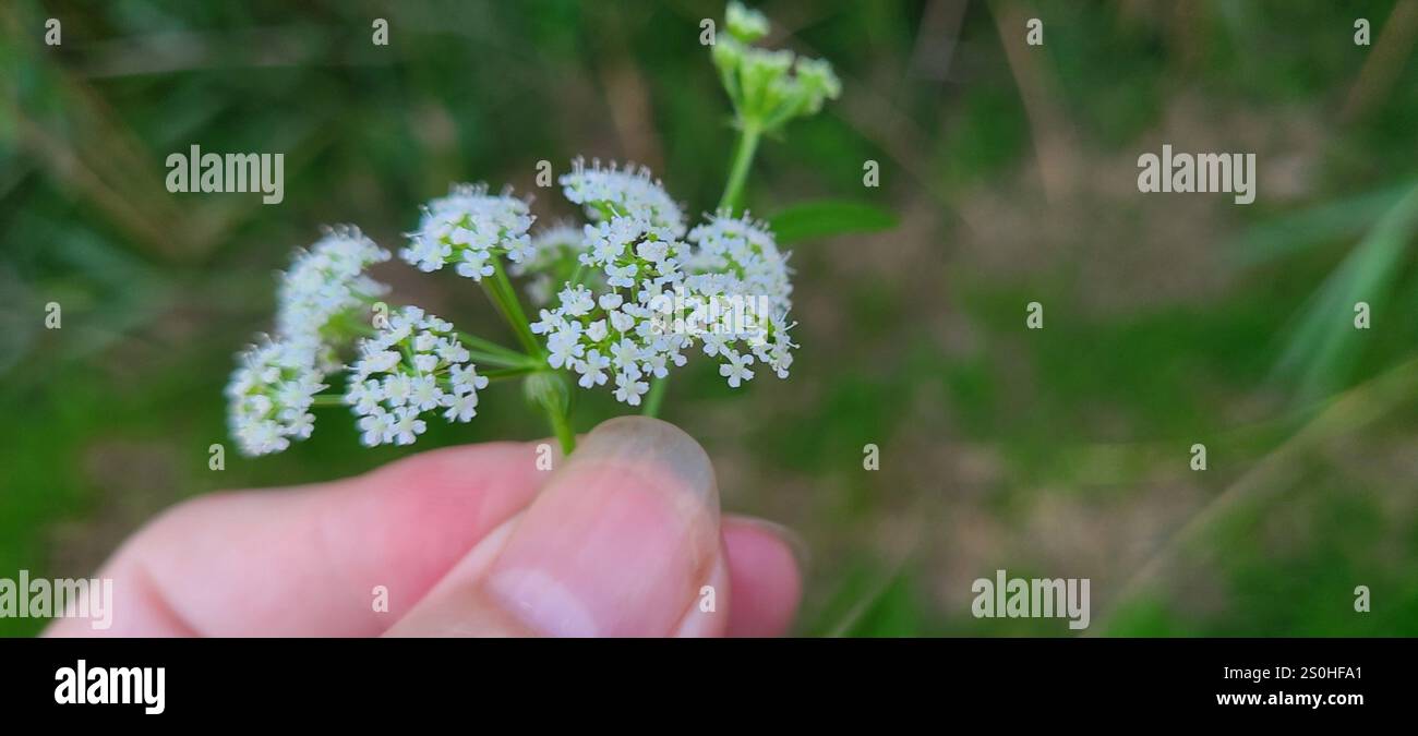 bulblet-bearing water hemlock (Cicuta bulbifera Stock Photo - Alamy