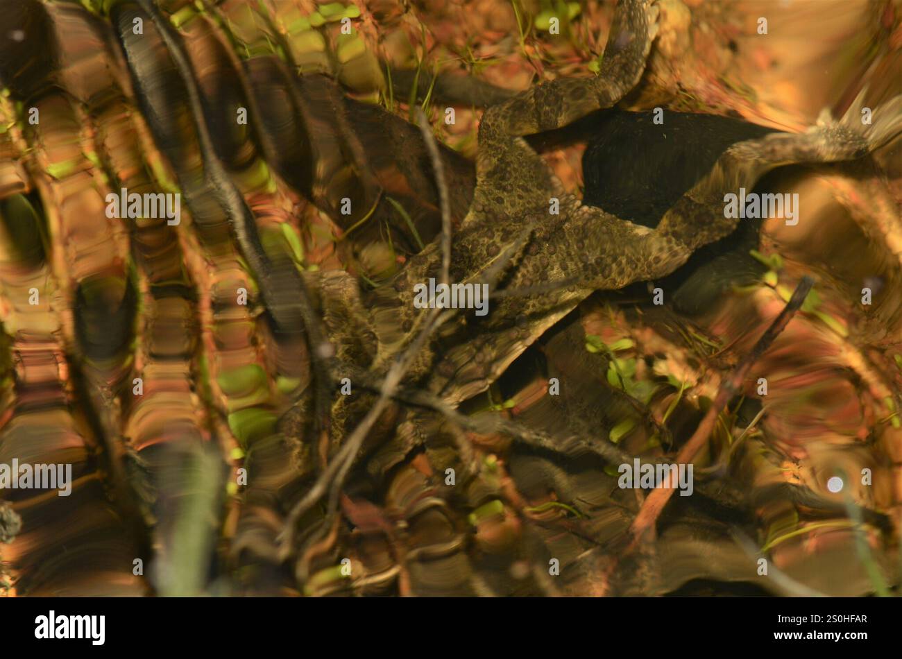 Sand Toad (Vandijkophrynus angusticeps Stock Photo - Alamy