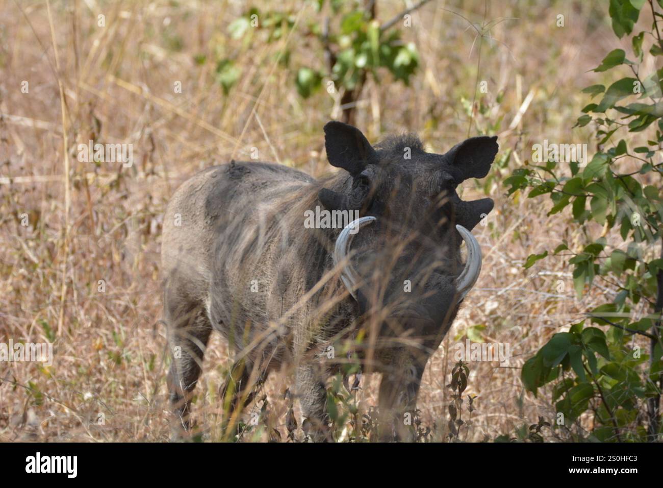Southern Warthog (Phacochoerus africanus sundevallii Stock Photo - Alamy