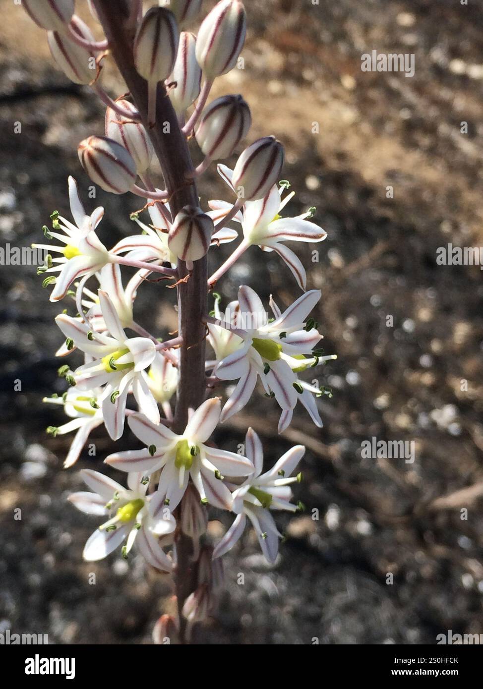 sea squill (Drimia maritima Stock Photo - Alamy