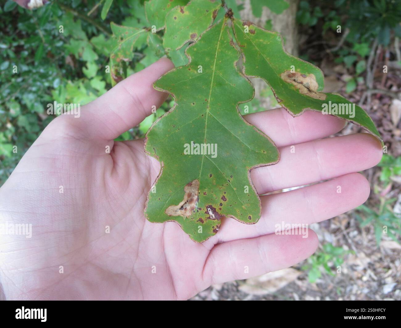 white oak (Quercus alba Stock Photo - Alamy