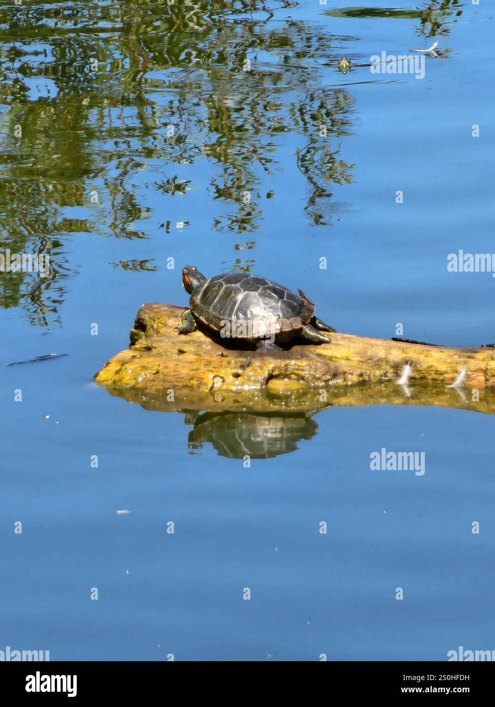 Red-eared Slider (Trachemys scripta elegans Stock Photo - Alamy