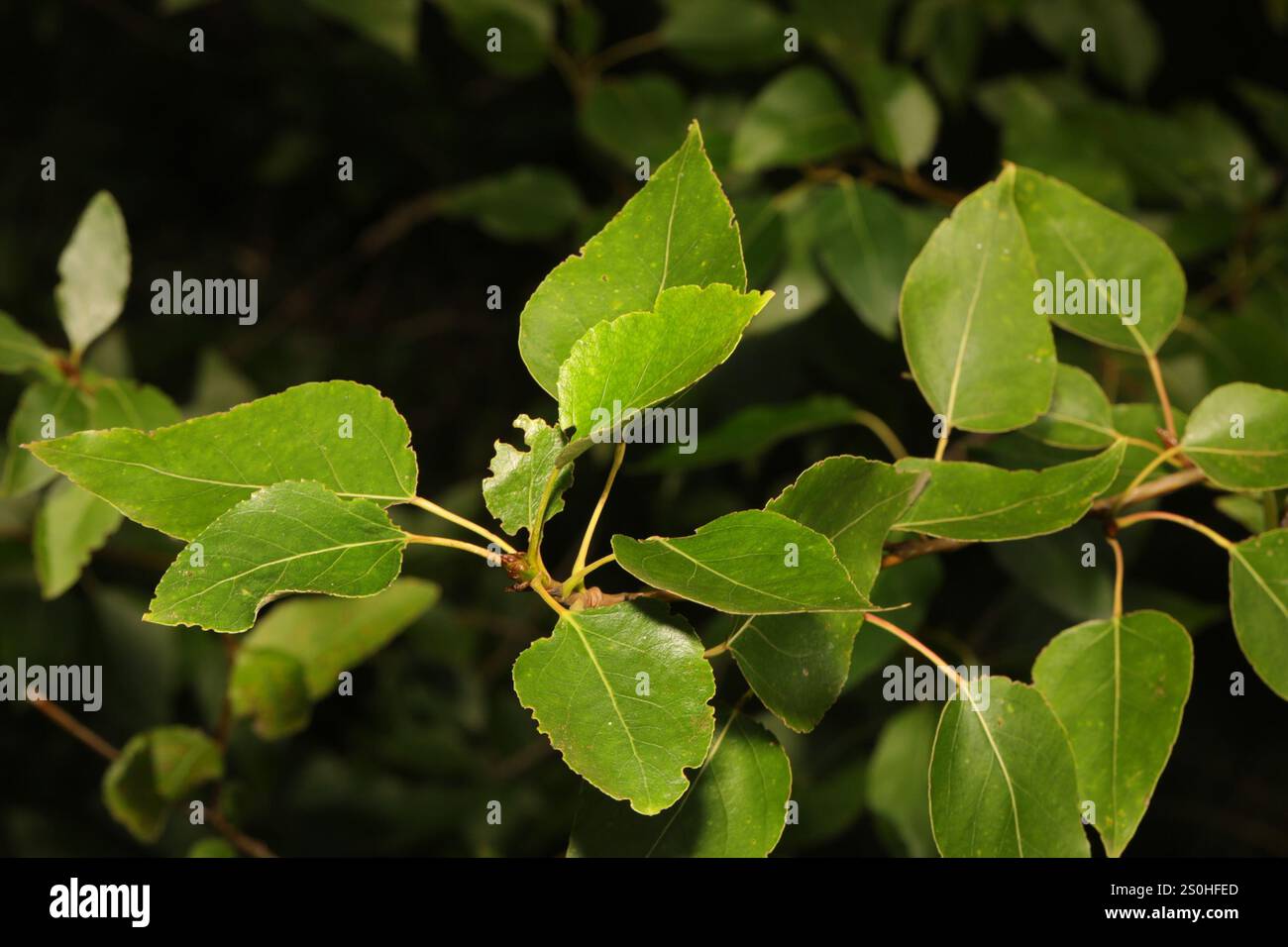 black cottonwood (Populus trichocarpa Stock Photo - Alamy