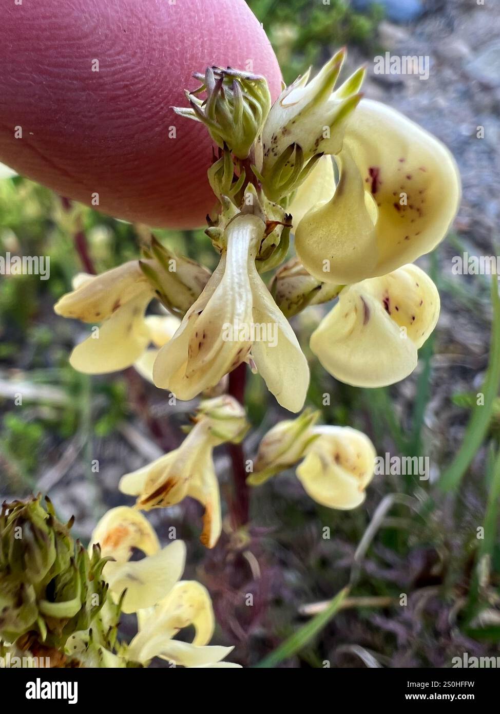 curved-beak lousewort (Pedicularis contorta Stock Photo - Alamy
