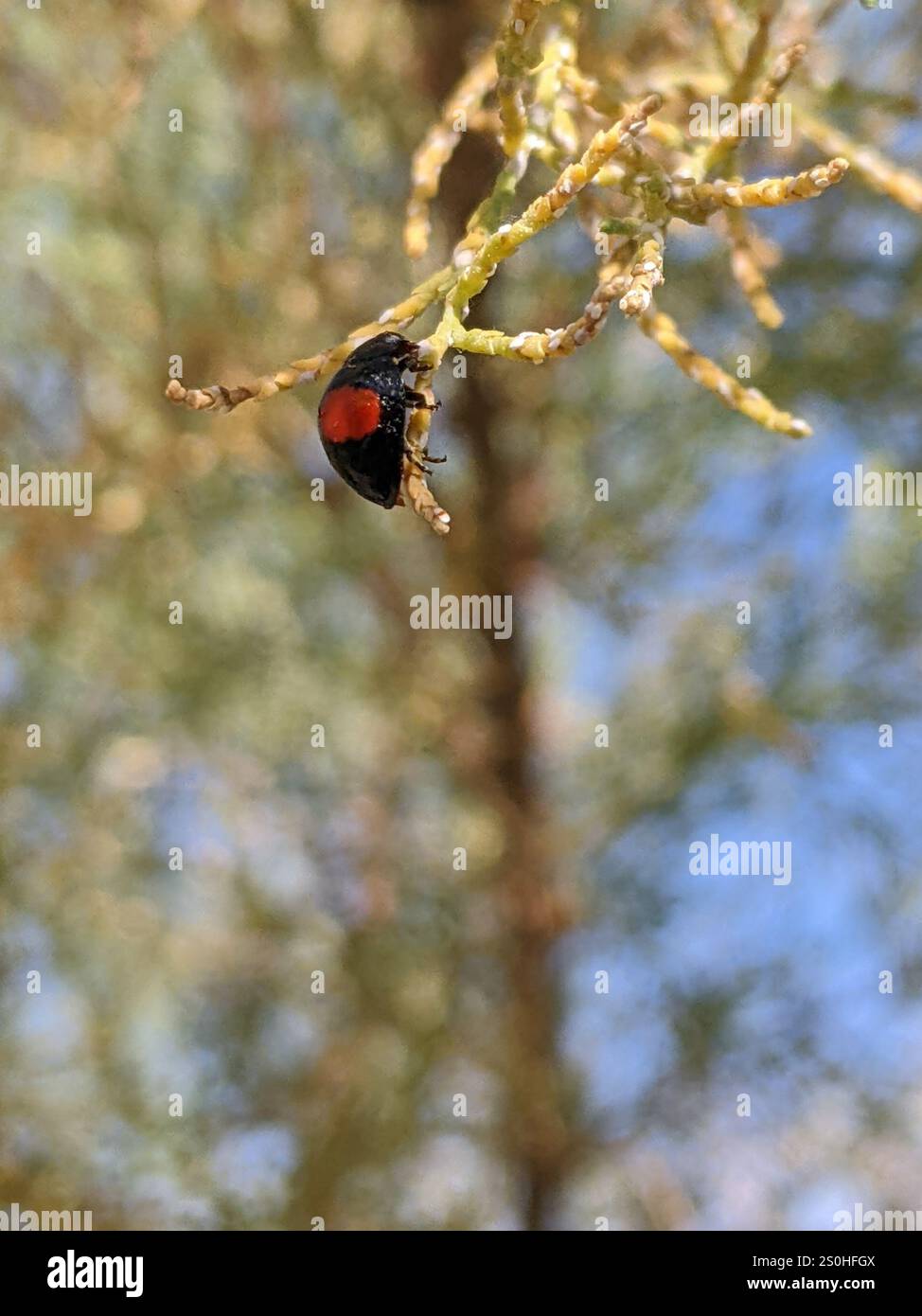 Cactus Lady Beetle (Chilocorus cacti Stock Photo - Alamy