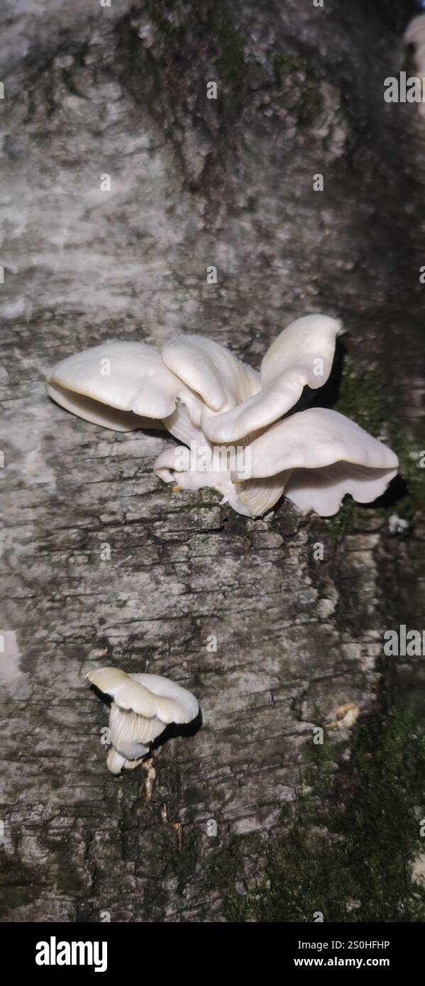 pale oyster (Pleurotus pulmonarius Stock Photo - Alamy