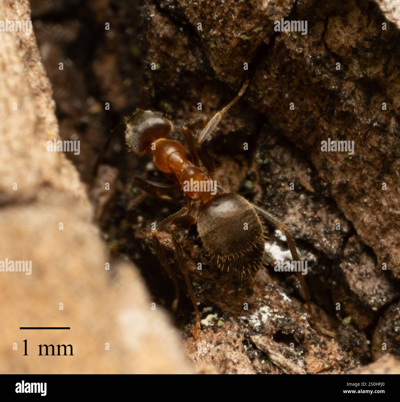 Lasius emarginatus hi-res stock photography and images - Alamy