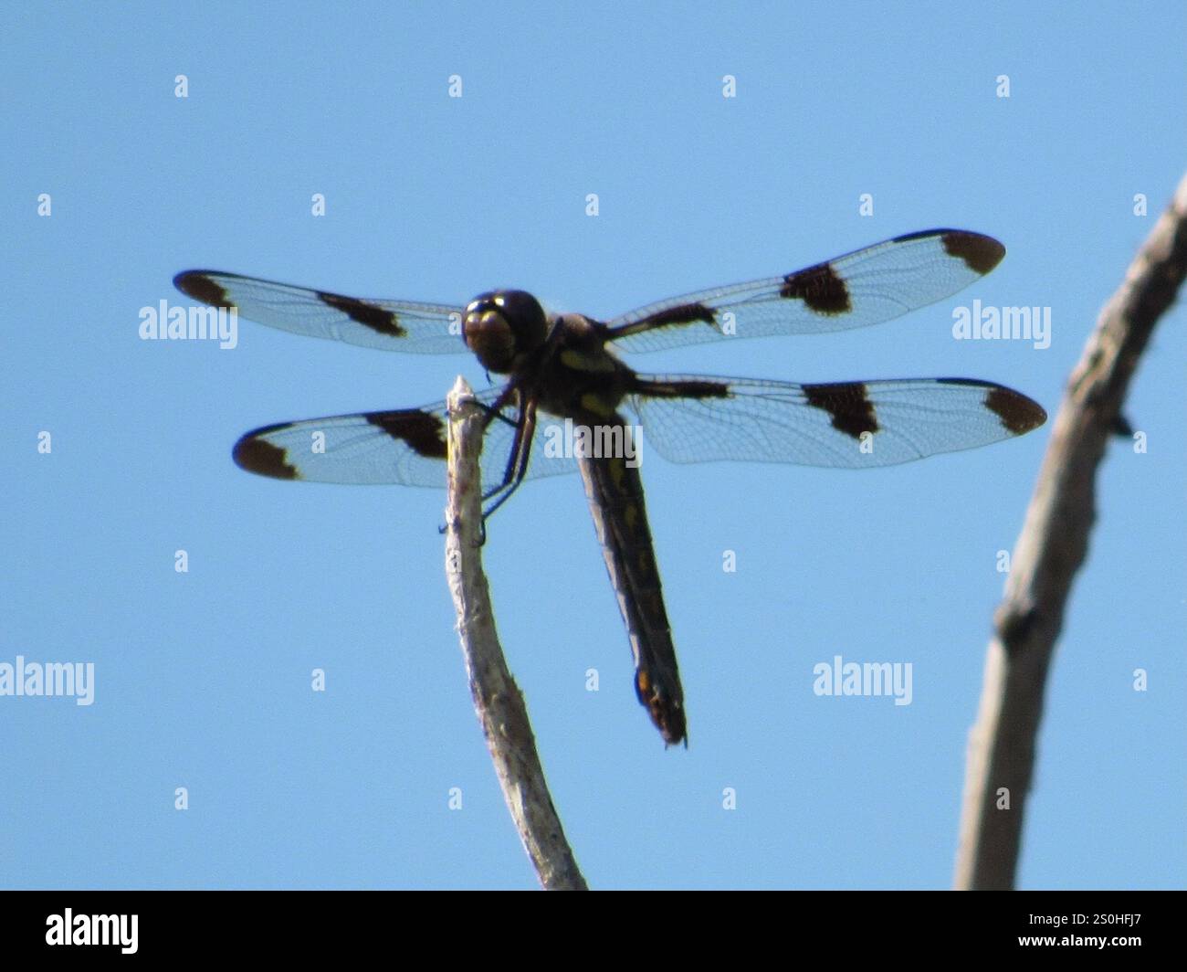 Twelve-spotted Skimmer (Libellula pulchella Stock Photo - Alamy