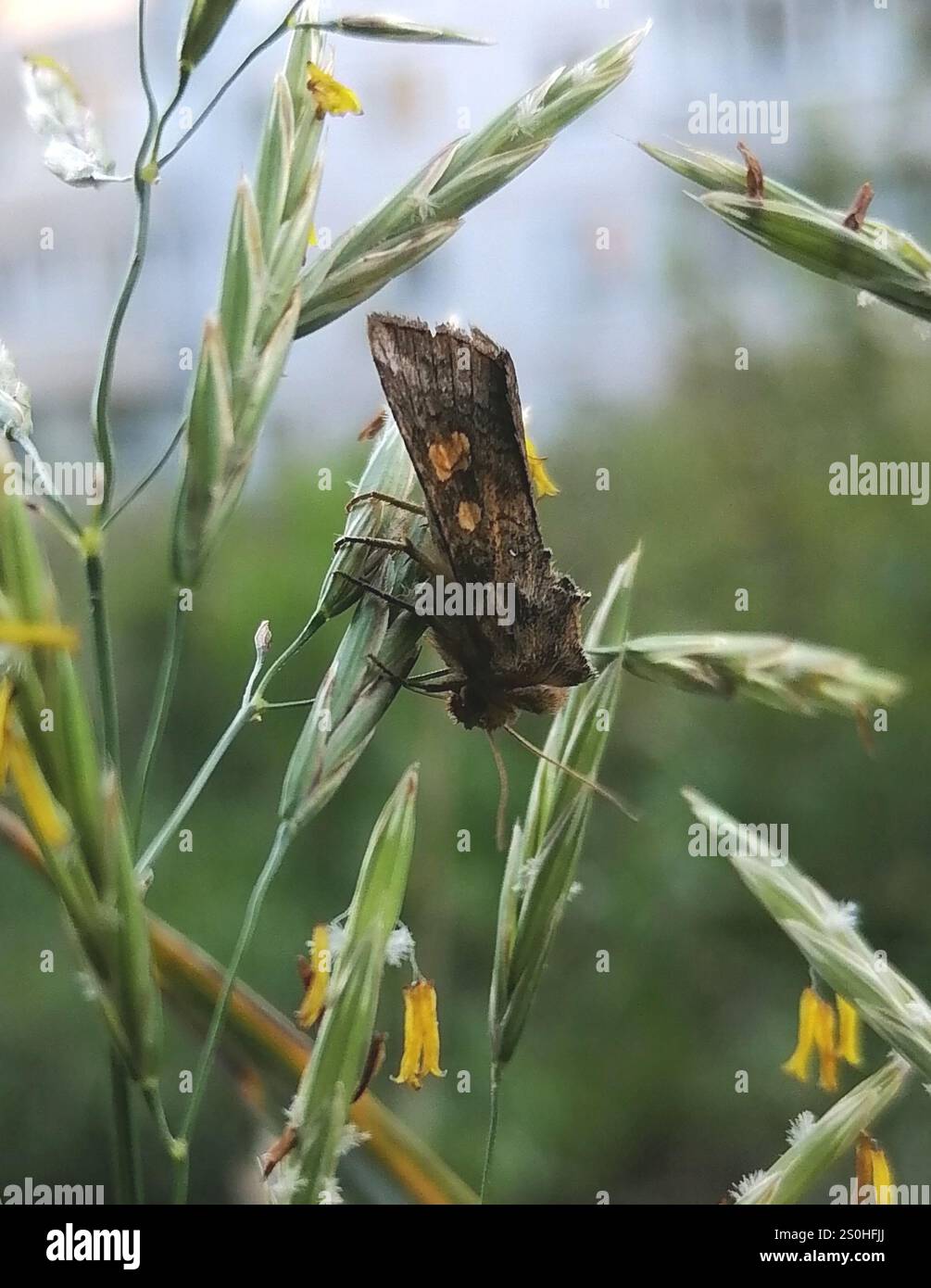 Ear Moth (Amphipoea oculea Stock Photo - Alamy