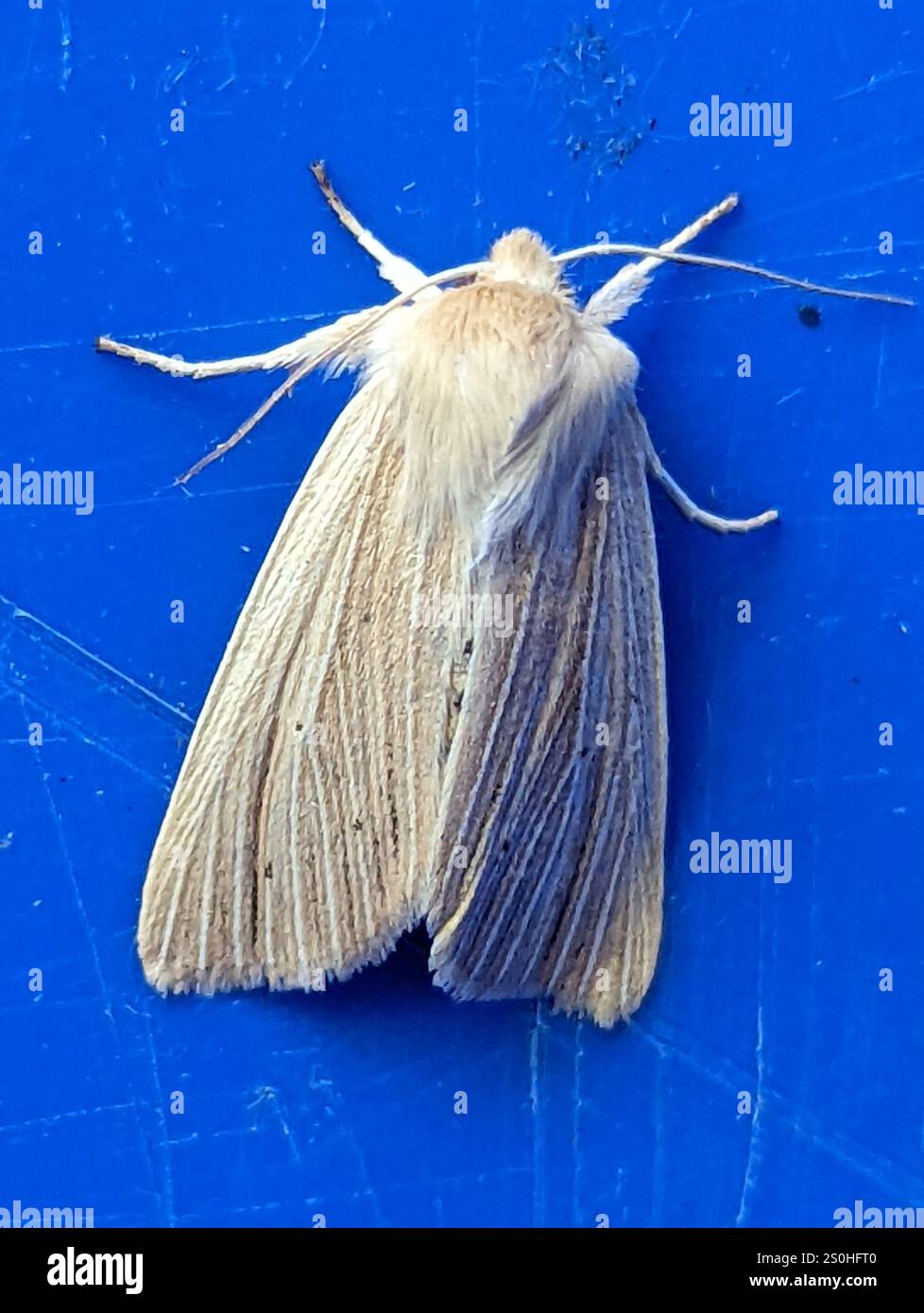 Common Wainscot (Mythimna pallens Stock Photo - Alamy