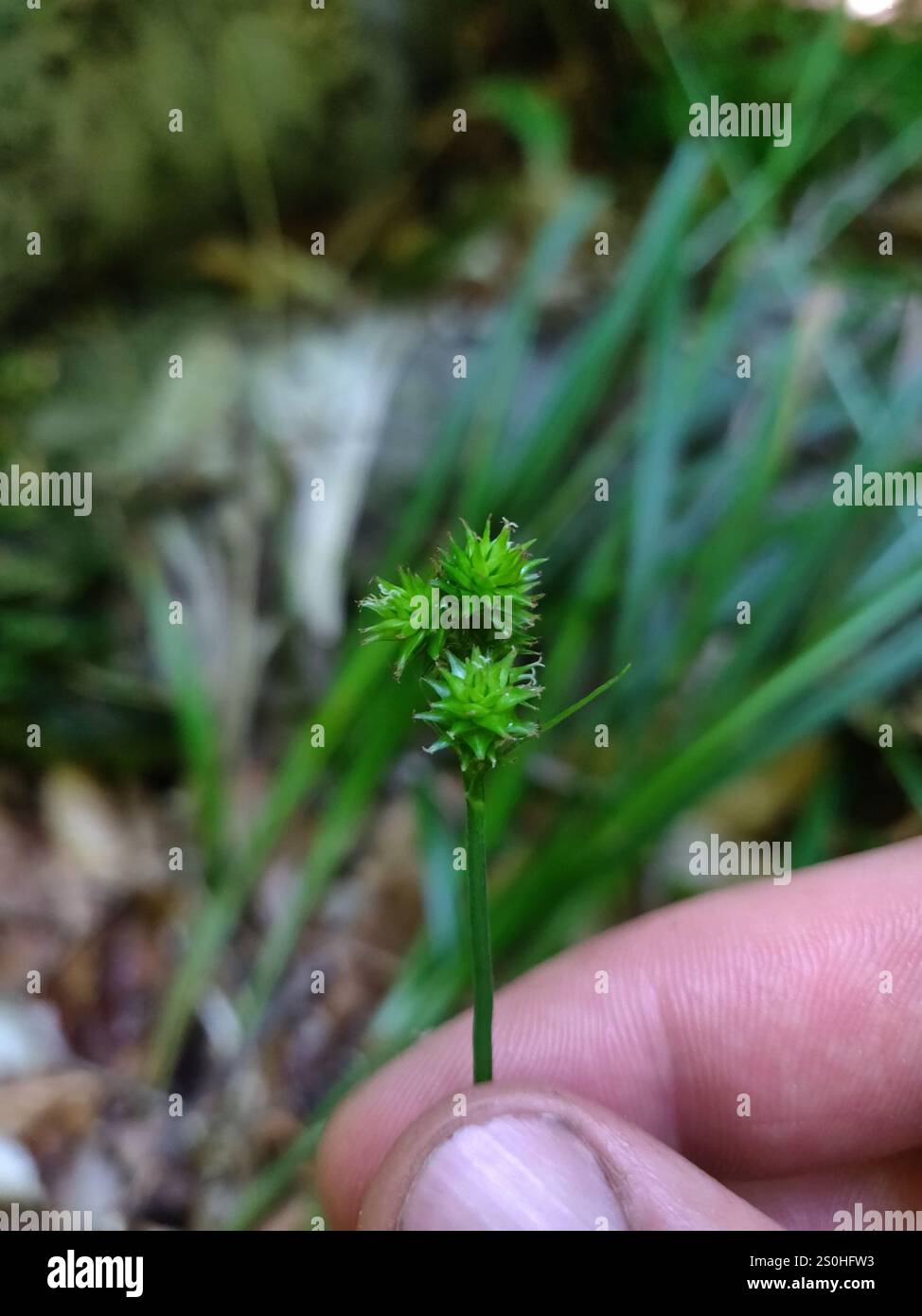 Bur sedge hi-res stock photography and images - Alamy