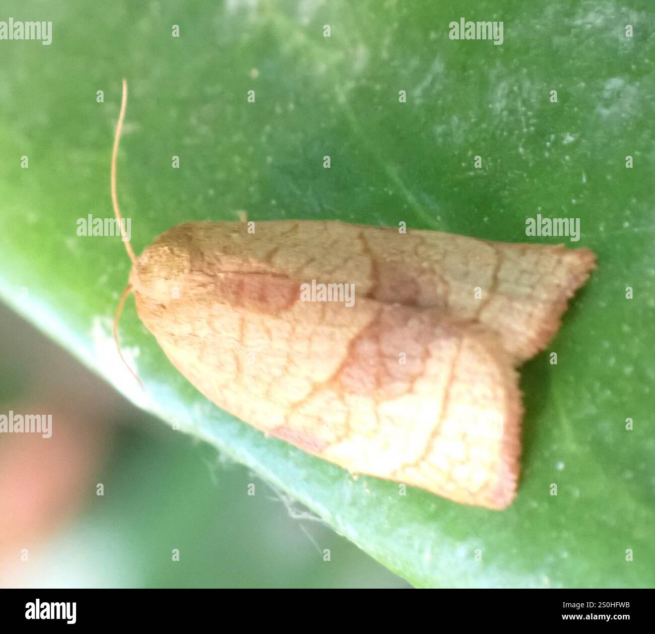 Carnation Tortrix (Cacoecimorpha pronubana Stock Photo - Alamy