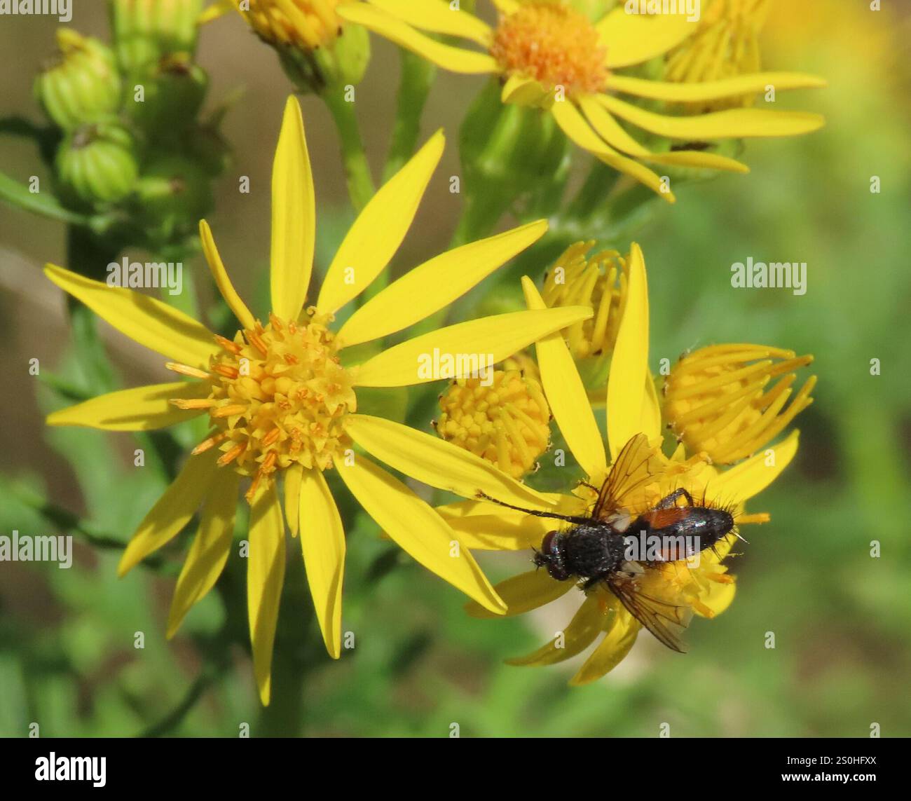 Red Spotted Parasite Fly (Eriothrix rufomaculata Stock Photo - Alamy