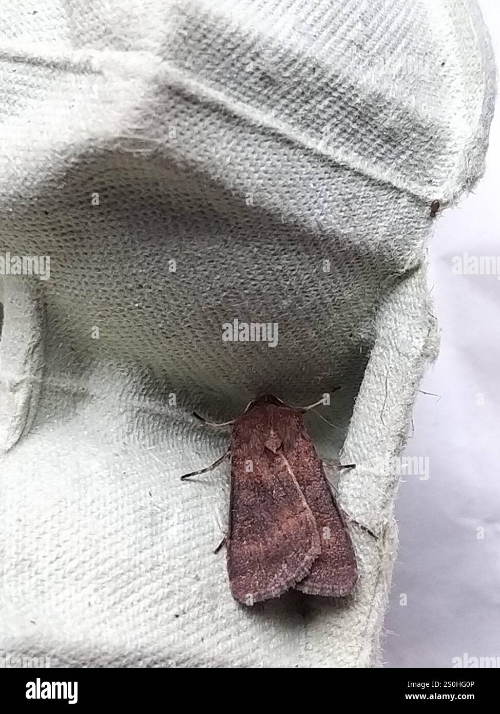 Square-spot Rustic (Xestia xanthographa Stock Photo - Alamy