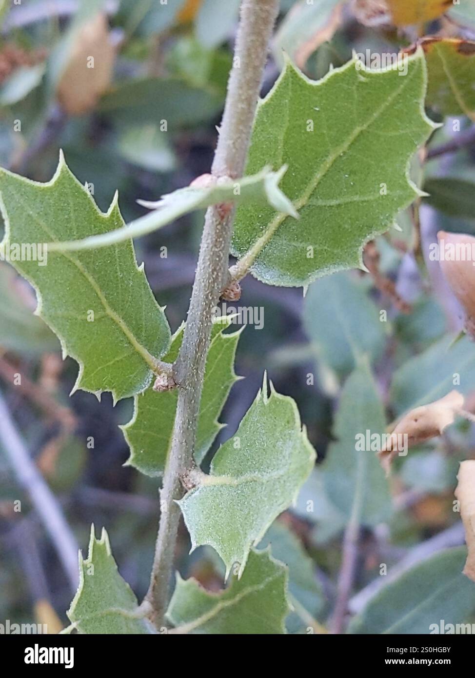 interior live oak (Quercus wislizeni Stock Photo - Alamy