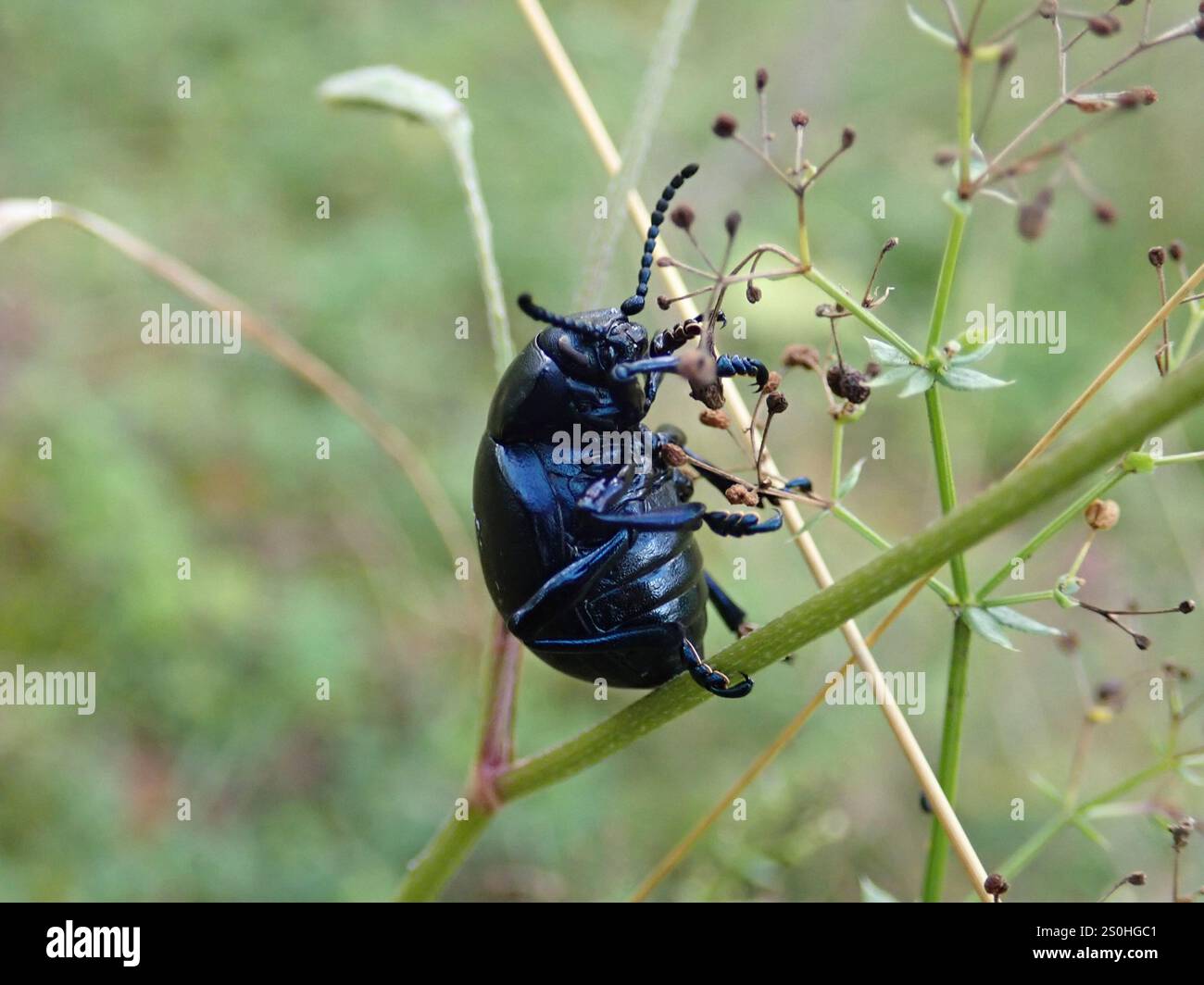 Bloody-nosed Beetle (Timarcha tenebricosa Stock Photo - Alamy